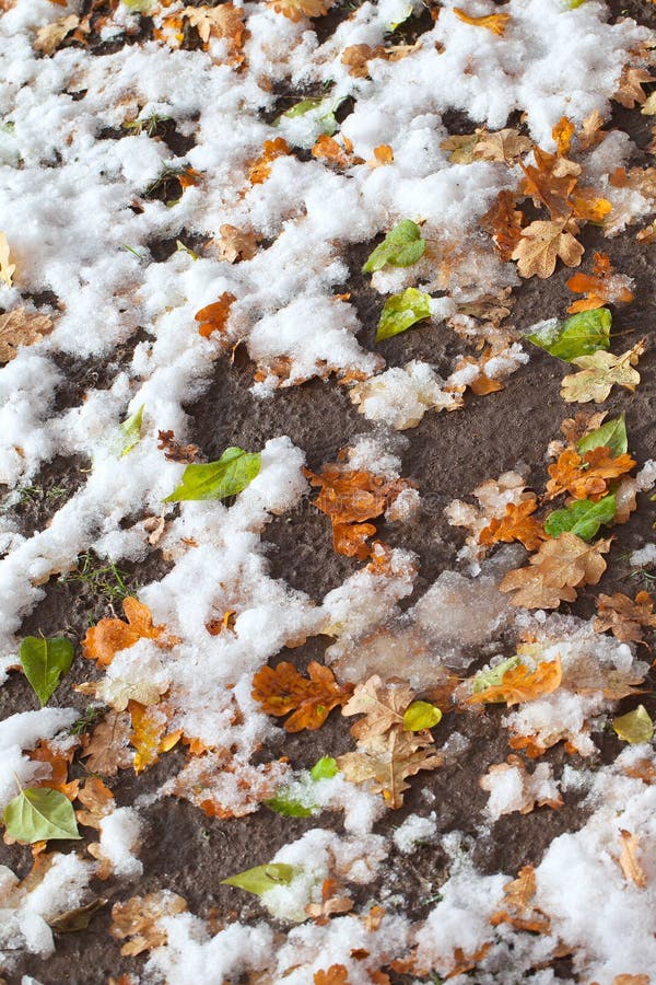 First snow. stock photo. Image of cold, white, autumn - 27335304