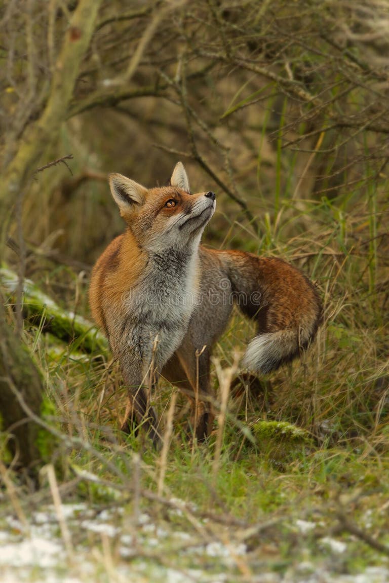 2,350 Animal First Look Stock Photos - Free & Royalty-Free Stock Photos ...