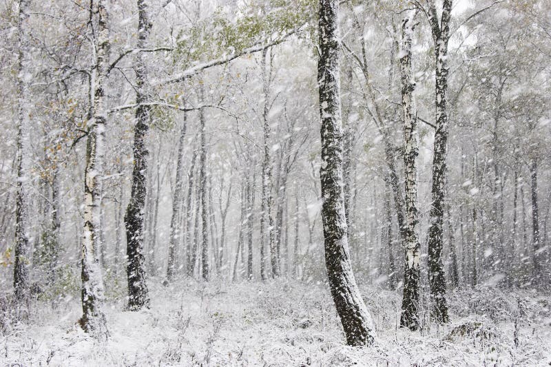 The first snow stock image. Image of white, climate, frost - 3441367