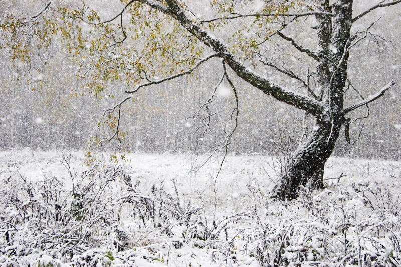 The first snow stock photo. Image of cool, freshness, climate - 3441706