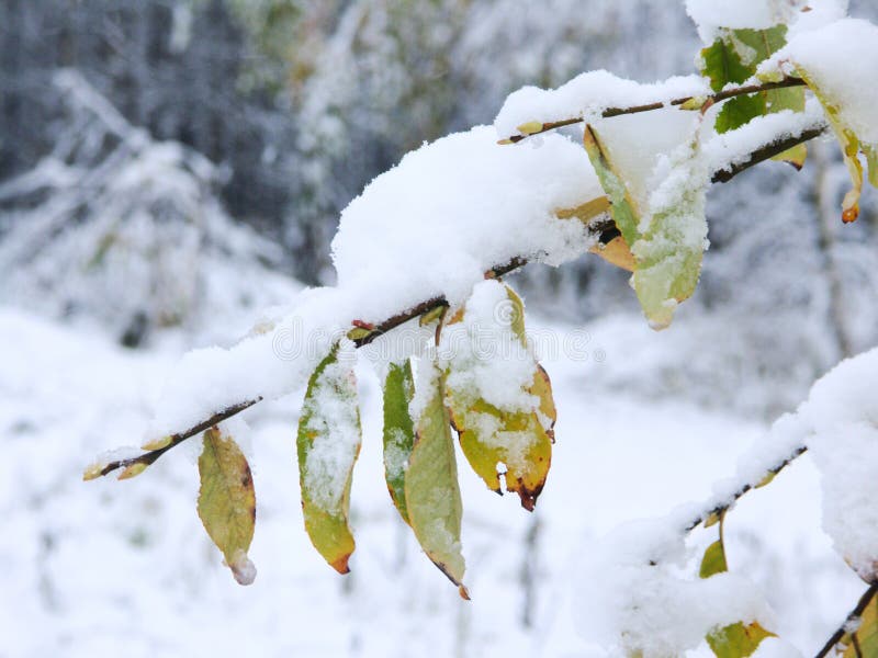 First snow stock image. Image of green, pine, enjoying - 3590131