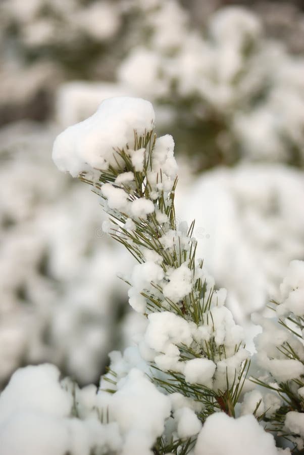 First snow stock photo. Image of evergreen, flower, winter - 3651364