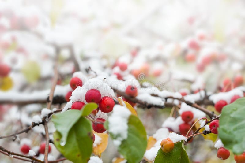 First Snow on the Apple Tree in the Forest. Stock Photo - Image of leaf ...