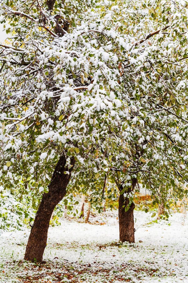 First Snow on Apple Trees in Autumn Stock Photo - Image of nature ...