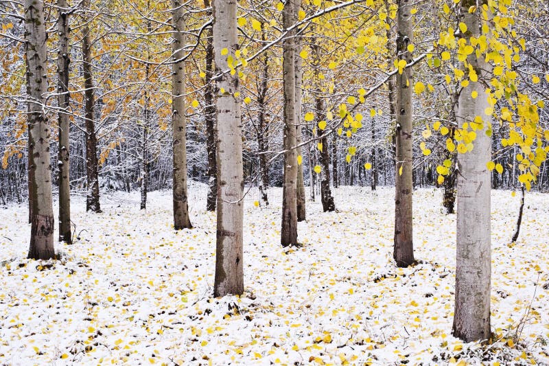 First Snow in the Aspen Forest Stock Photo - Image of winter, forest ...