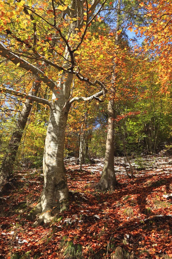 First snow in autumn stock photo. Image of leaves, branch - 11938406