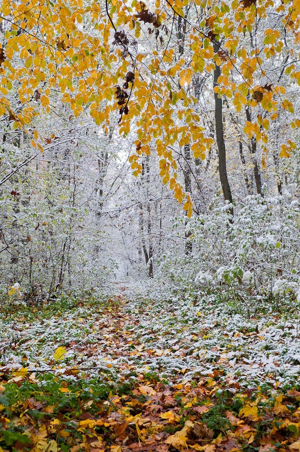 The Fog and the First Snow in the Autumn Forest Stock Image - Image of ...