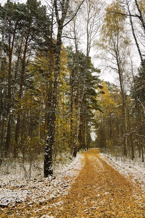 First Snow in Autumn Forest Stock Image - Image of leaf, gold: 80848671