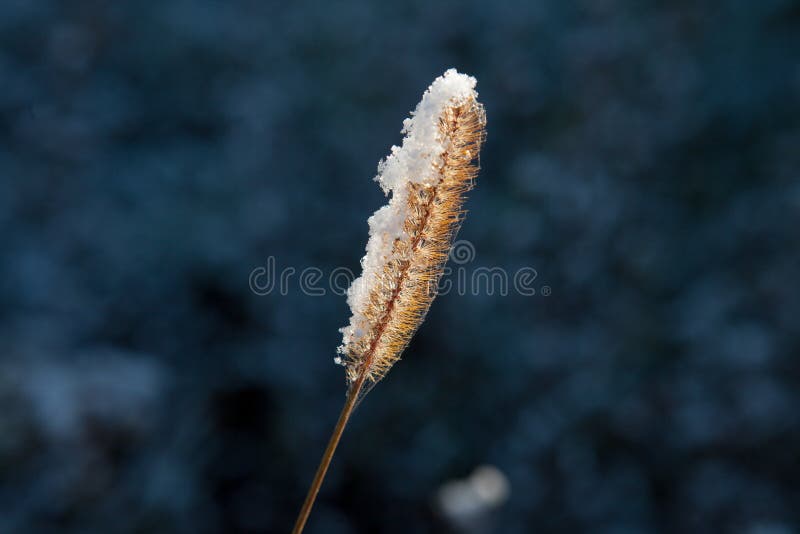 First Snow on the Autumn Grass. Stock Image - Image of autumn, diagonal ...