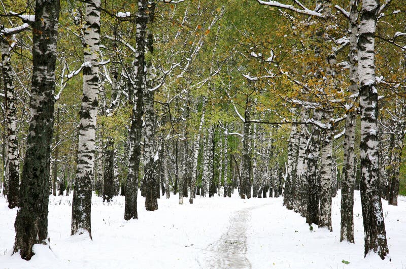 First Snow in the Autumn Park Stock Photo - Image of weather, fresh ...