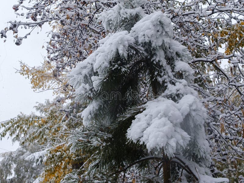 First Snow on the Autumn Trees Branches and Leaves of the Streets of ...