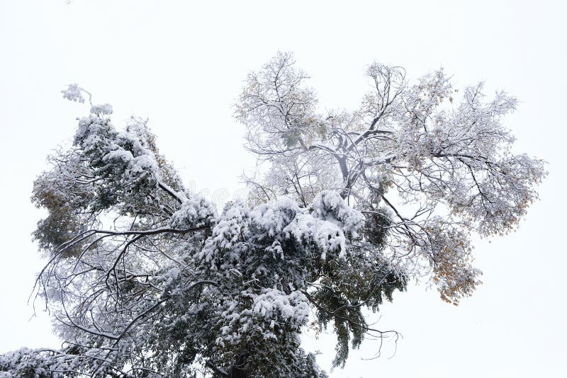 First Snow on the Autumn Trees Branches and Leaves of the Streets of ...