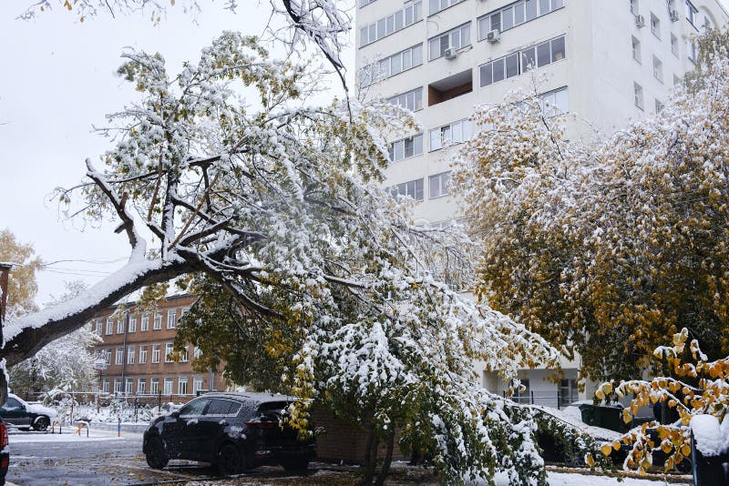 First Snow on the Autumn Trees Branches and Leaves of the Streets of ...
