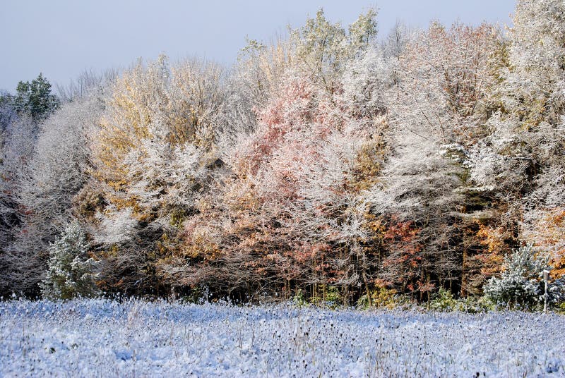 First Snow on Autumn Trees stock photo. Image of trees - 61455334