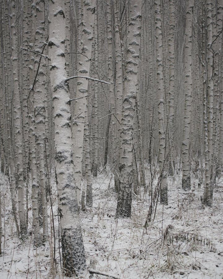 First Snow in Birch Tree Forest Stock Photo - Image of birch, tree ...
