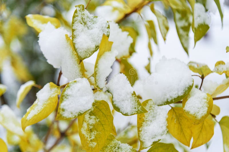 First Snow on Branch with Leaves Stock Image - Image of merry, park ...