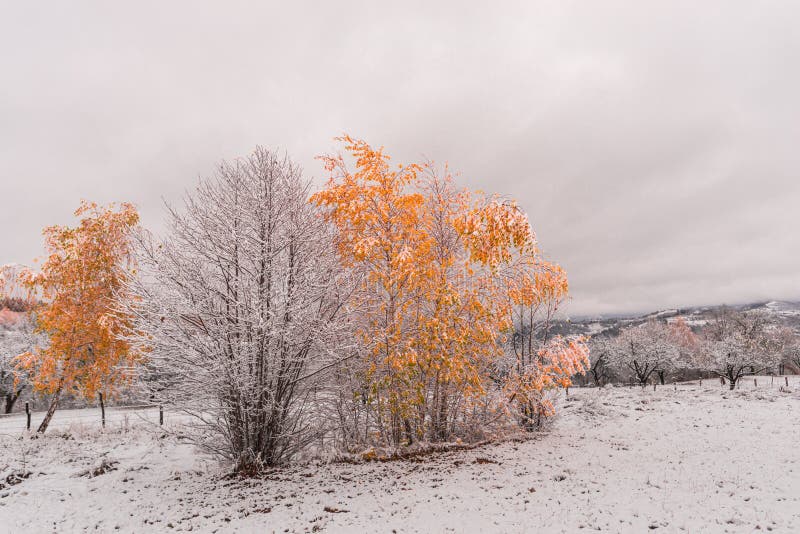 First snow stock image. Image of snow, color, season - 80857123