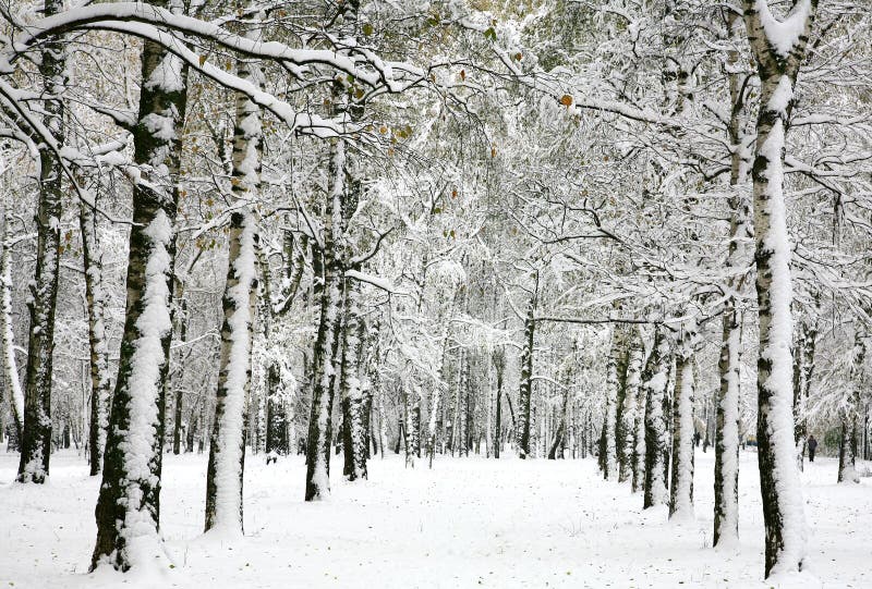 First Snow in the City Autumn Park Stock Photo - Image of october, fall ...