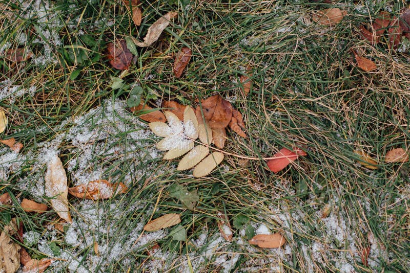 First Snow on Colorful Fallen Leaves on the Ground Stock Photo - Image ...