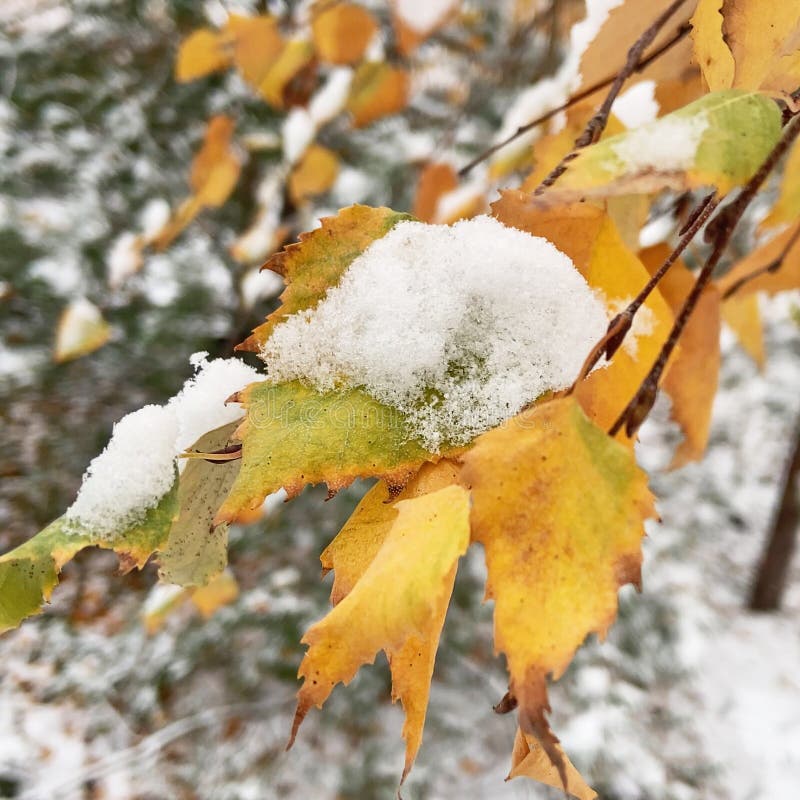 First Snow Covered Autumn Colored Leaves in Tree, Tree Brand with ...