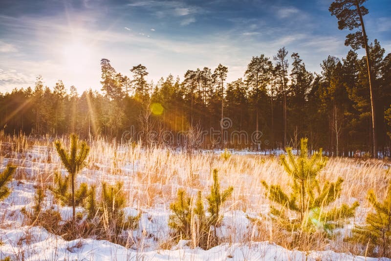 First Snow Covered the Dry Yellow Grass in Forest Stock Photo - Image ...