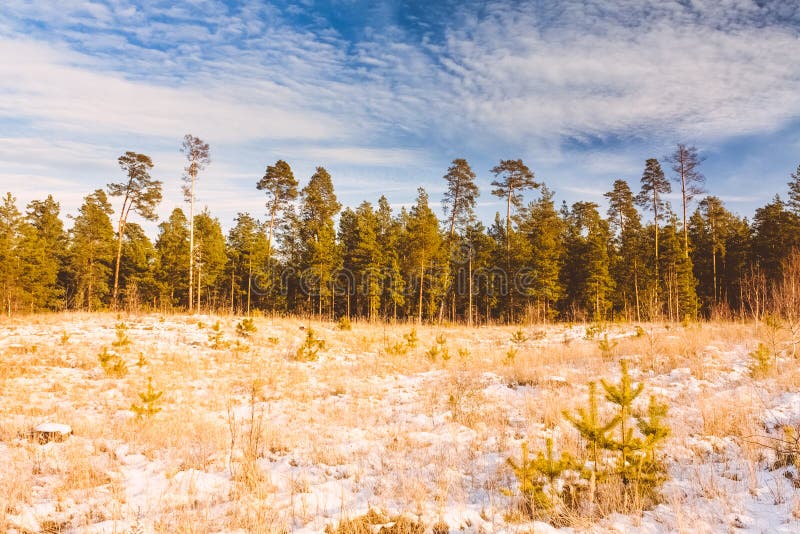First Snow Covered the Dry Yellow Grass in Forest Stock Photo - Image ...