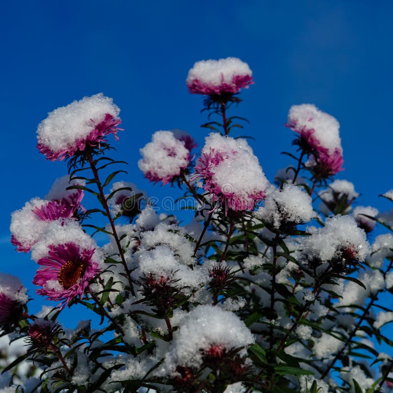 First snow covered flowers stock image. Image of petal - 102566635
