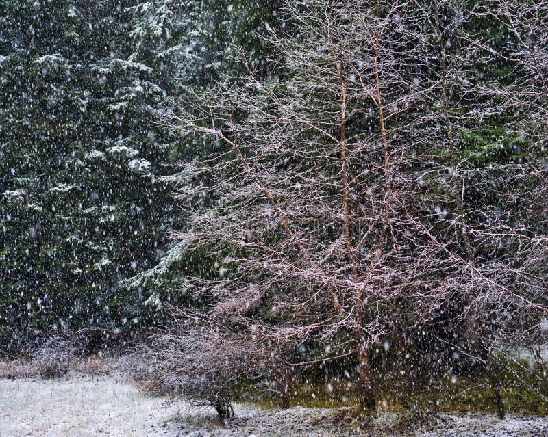 First Snow on the Edge of Forest Stock Photo - Image of storm ...