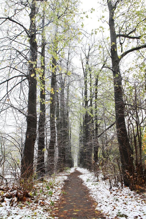 First snow in fall stock photo. Image of cool, blizzard - 3536750
