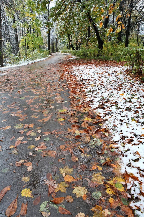 First snow in fall stock photo. Image of branch, frost - 3536764