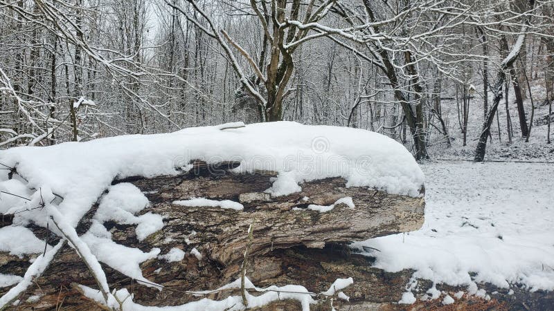 First Snow Fall in the Country Stock Image - Image of twig, plant ...