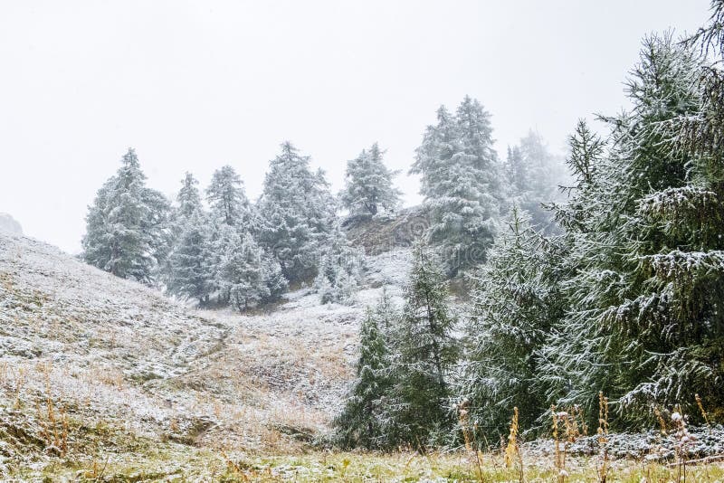 First snow fall season stock photo. Image of trees, covered - 198511968