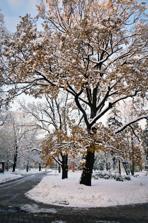 First snow in fall season stock image. Image of covered - 80025735
