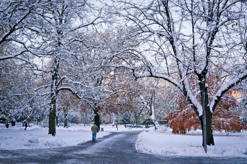 First snow in fall season stock image. Image of covered - 80025735