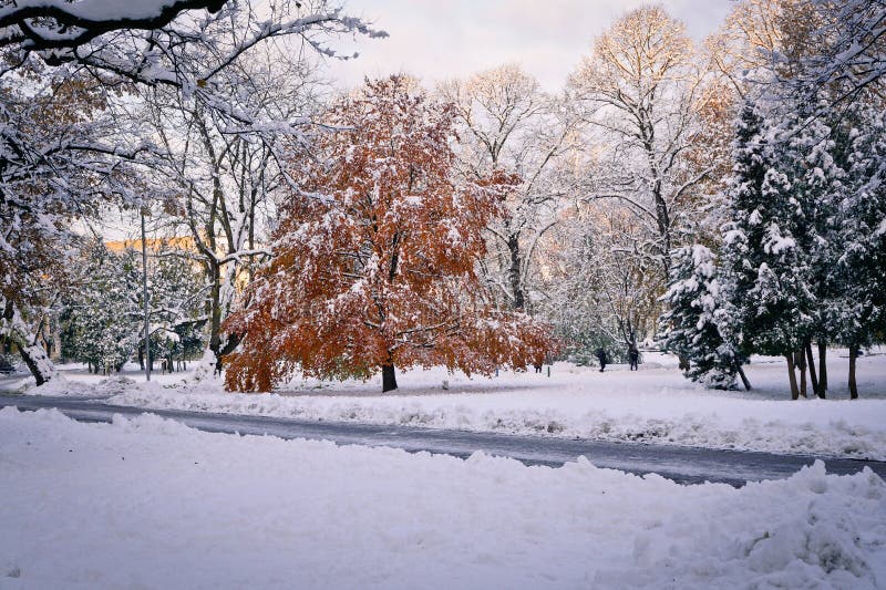 First snow in fall season stock photo. Image of leaves - 80025680