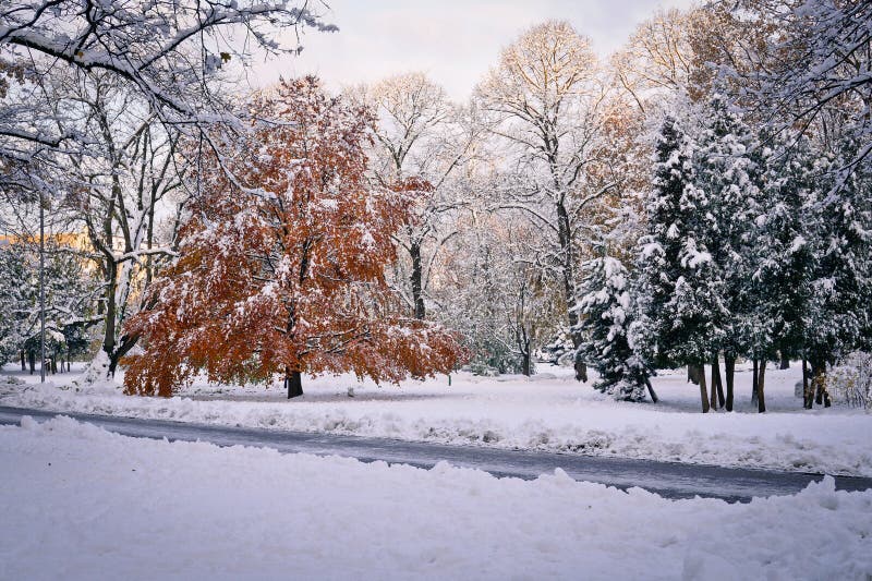 First snow in fall season stock image. Image of covered - 80025735
