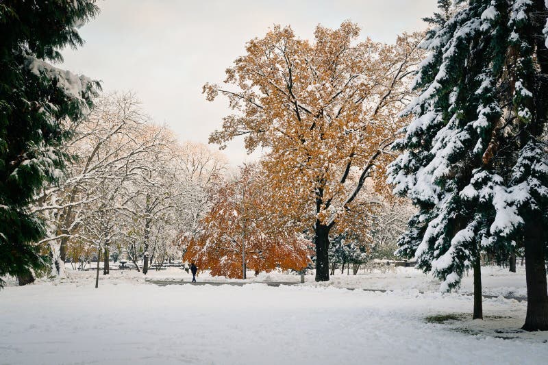First snow in fall season stock image. Image of covered - 80025735