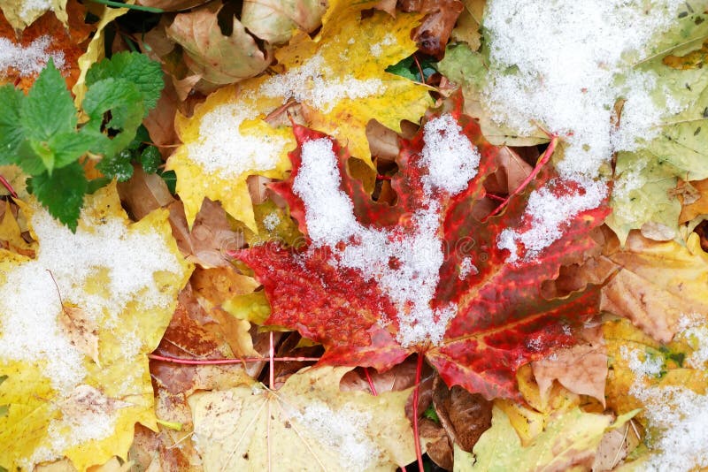 First Snow on Leaves stock image. Image of autumn, macro - 62226523
