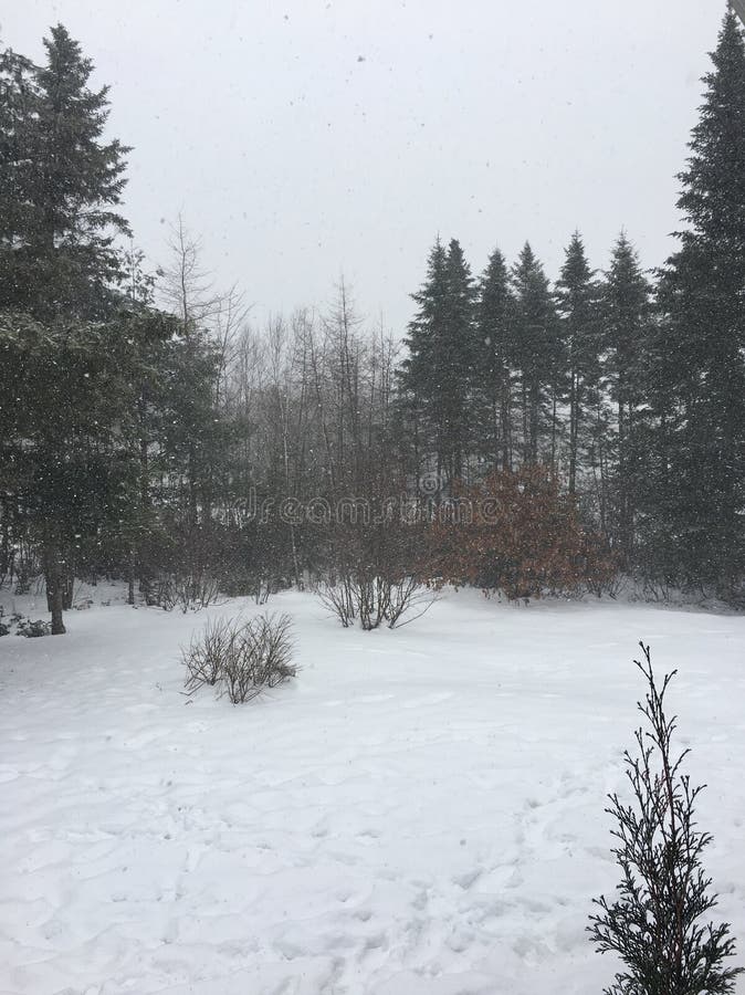 Snow falls stock photo. Image of winter, snow, fall - 108056022