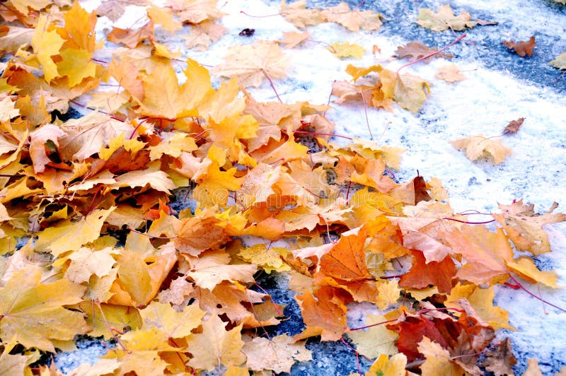 First snow stock photo. Image of bright, fallen, maple - 60902550