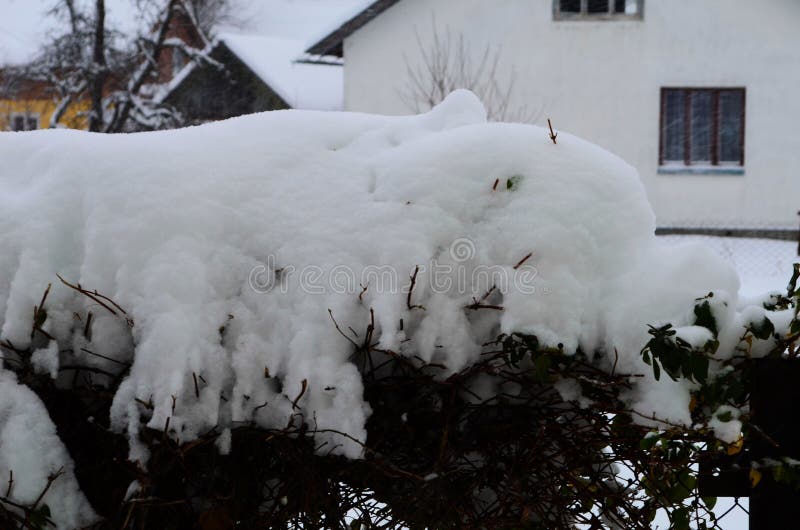 The First Snow is Falling. Snowfall in the Garden Stock Photo - Image ...
