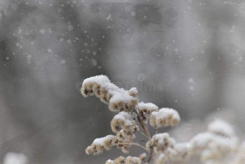 The First Snow Falling on a Withered Field Flower Stock Photo - Image ...