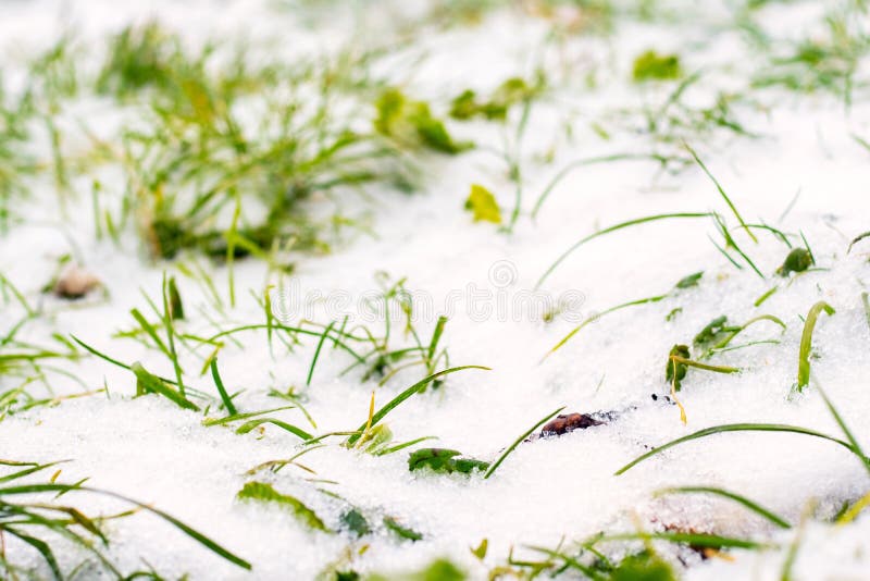 The First Snow Fell on the Green Grass. Grass in the Snow Stock Photo ...