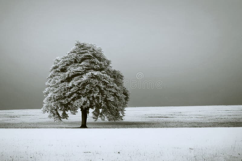 First Snow in the Field with Lone Tree. AI Generated Stock Illustration ...