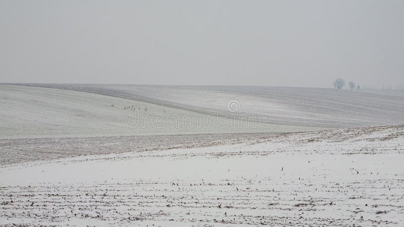 First snow on fields stock image. Image of hard, horizon - 61288453