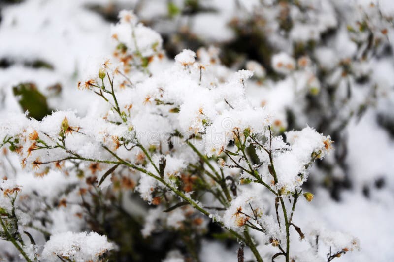 First snow stock image. Image of beauty, flower, calendar - 46479985