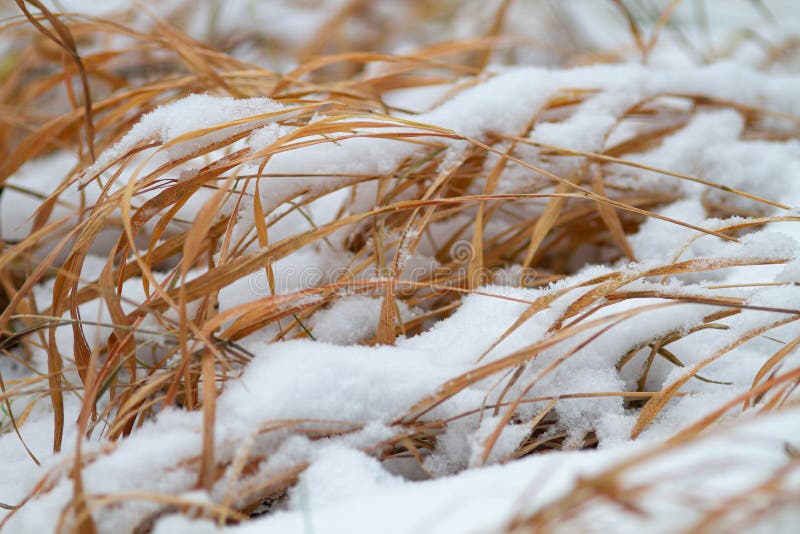 The first snow stock image. Image of frosted, frosty - 201957259