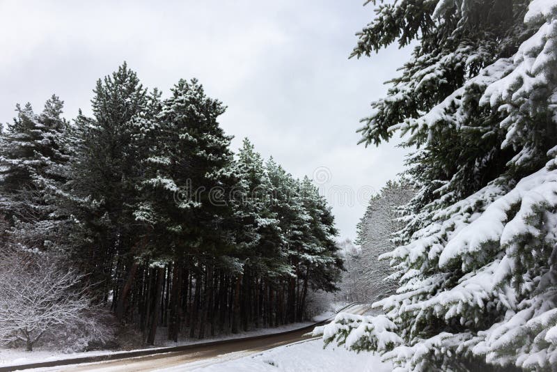 The First Snow in the Forest among Fir Trees. Stock Photo - Image of ...