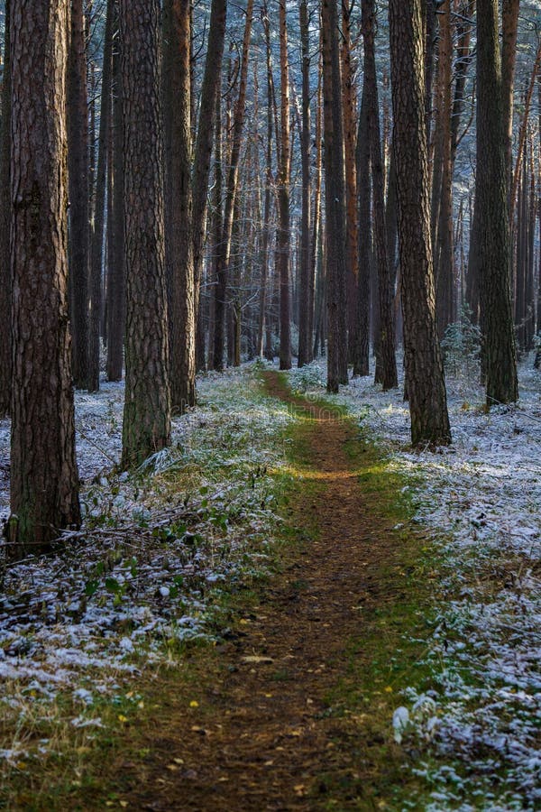 The First Snow in the Forest in Late Autumn in the Forest Stock Image ...