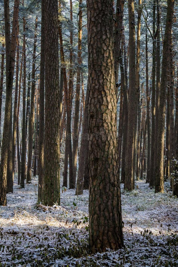 The First Snow in the Forest in Late Autumn in the Forest Stock Photo ...